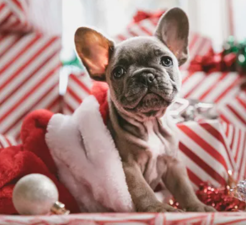 Have a Zoom call with Santa and the whole family (even the dog ...