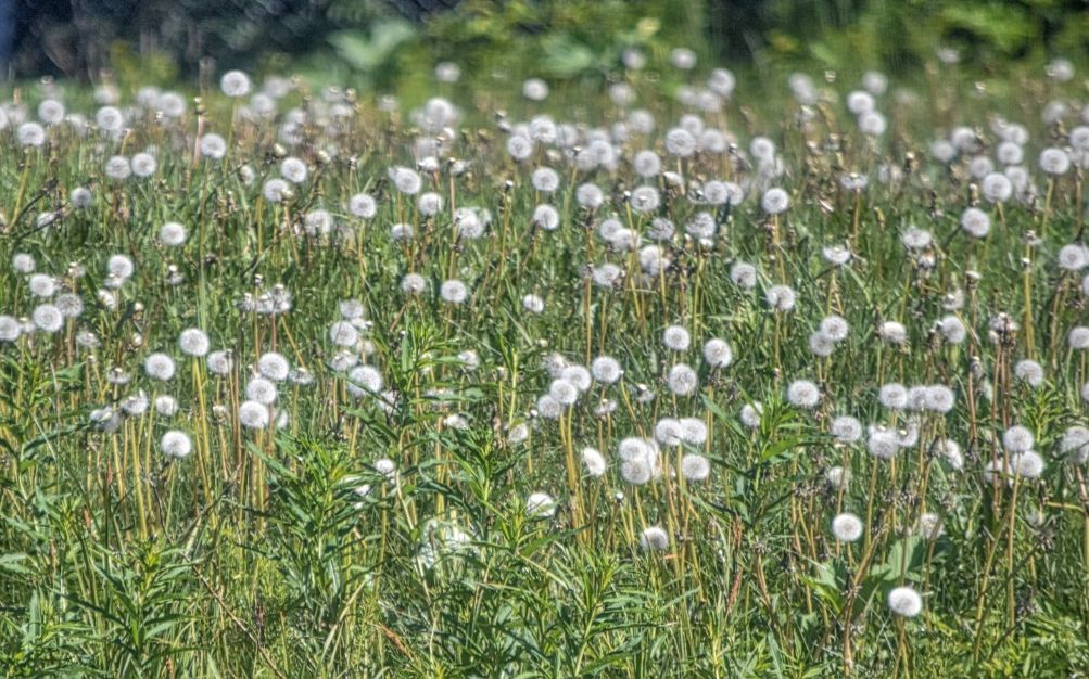 Manage hay fever symptoms effectively with this helpful advice ...