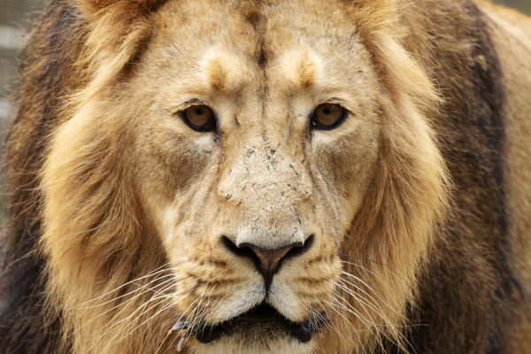 Dublin Zoo shares delight at arrival of newest member to lion family ...